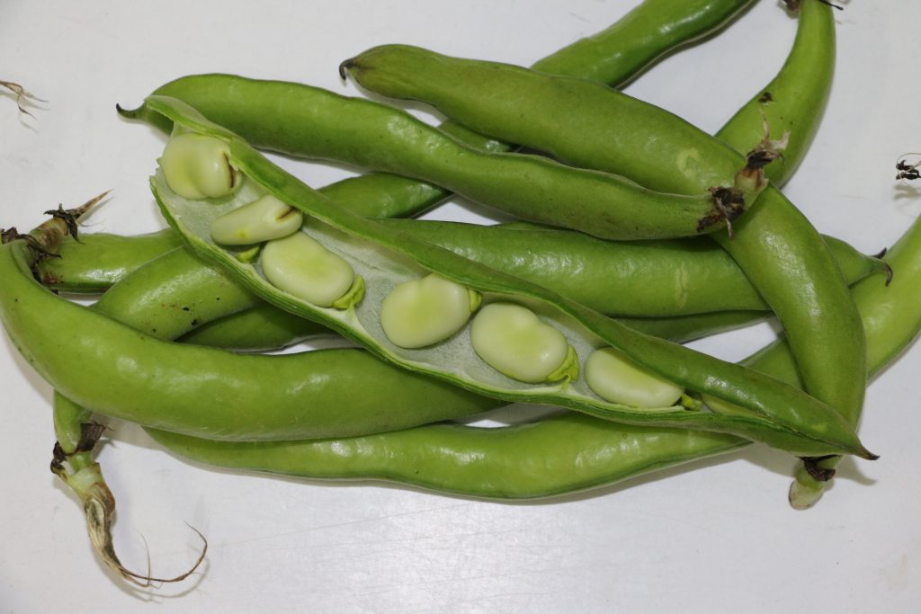BEANS BROAD - 300g | Vinnies Fruitz